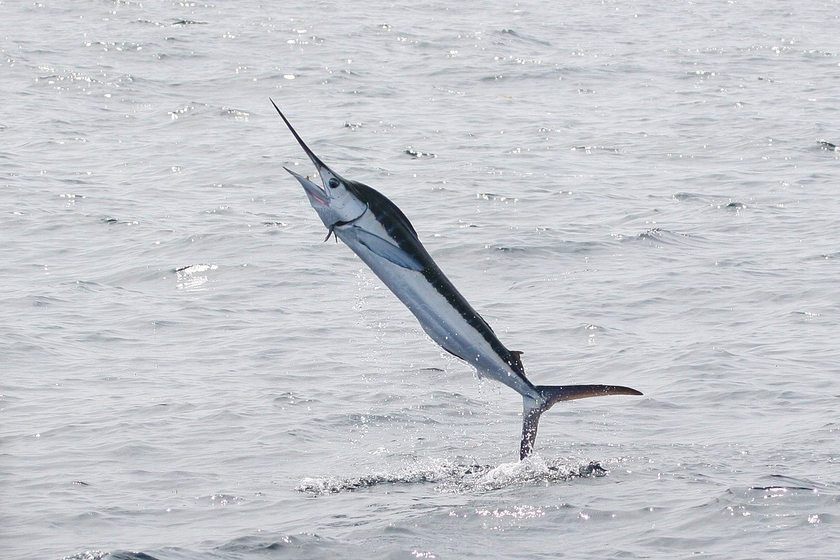 Biggest Blue Marlin Ever Caught: Record-Setting Moments in Sport Fishing